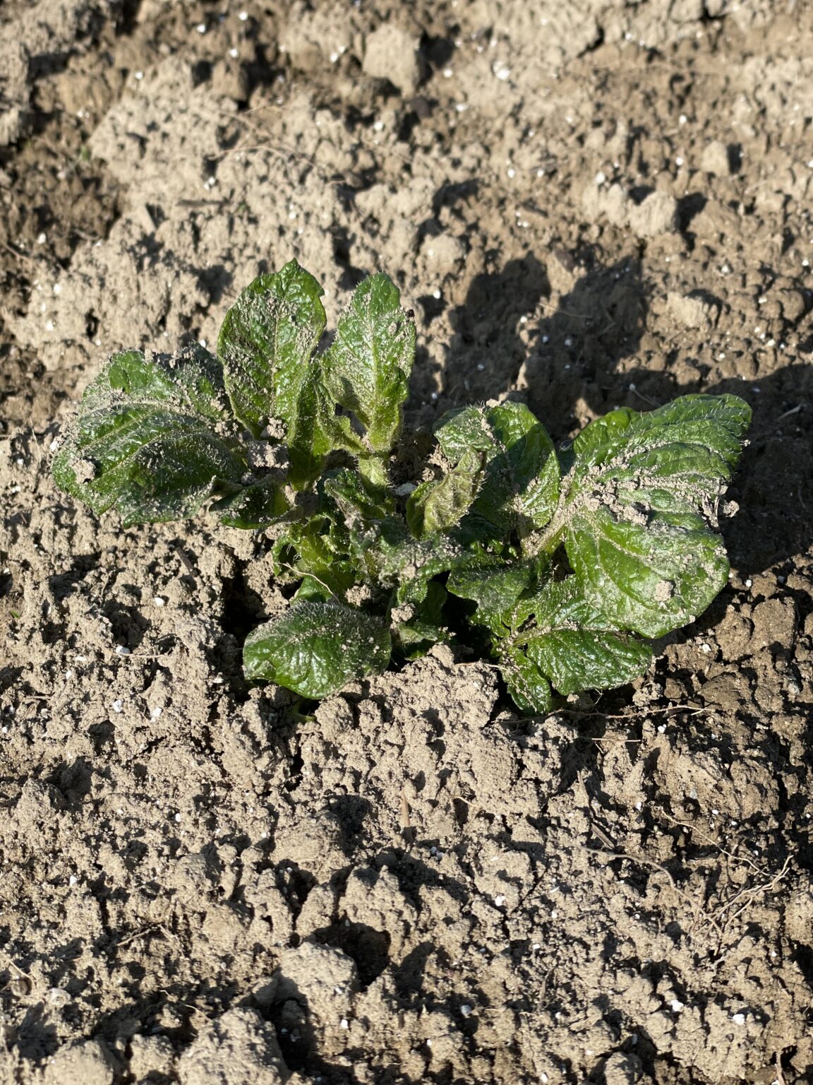 チアフル畑 - 【公式】チアフルブログ